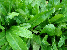 AgroNegocios: El Culantro Coyote,Cilantro Ancho (Eryngium Foetidum): El ...