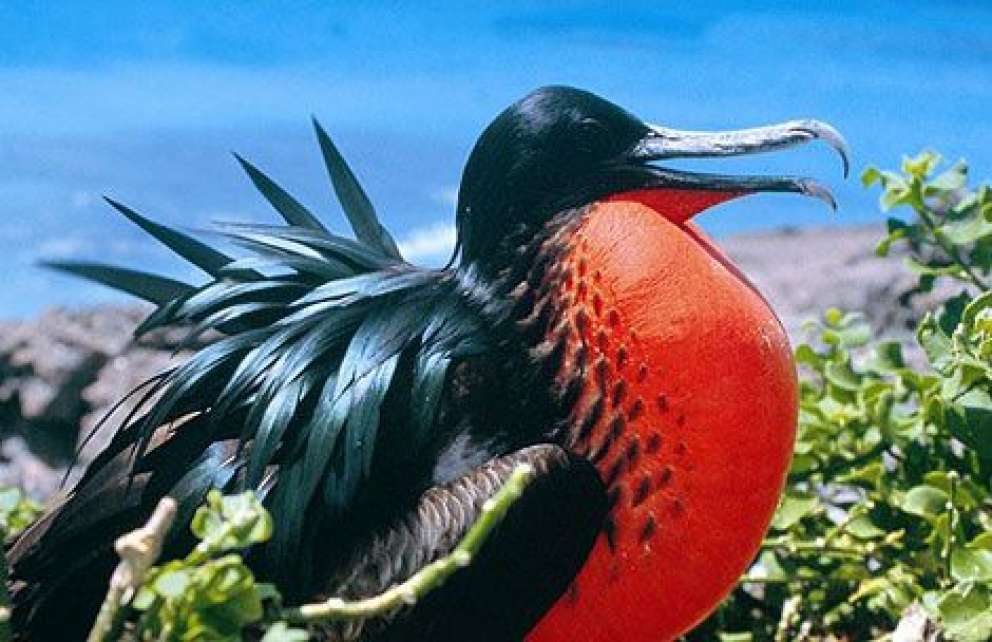 5 increíbles aves que vas a encontrar en Galápagos: - Agencia de Viajes ...