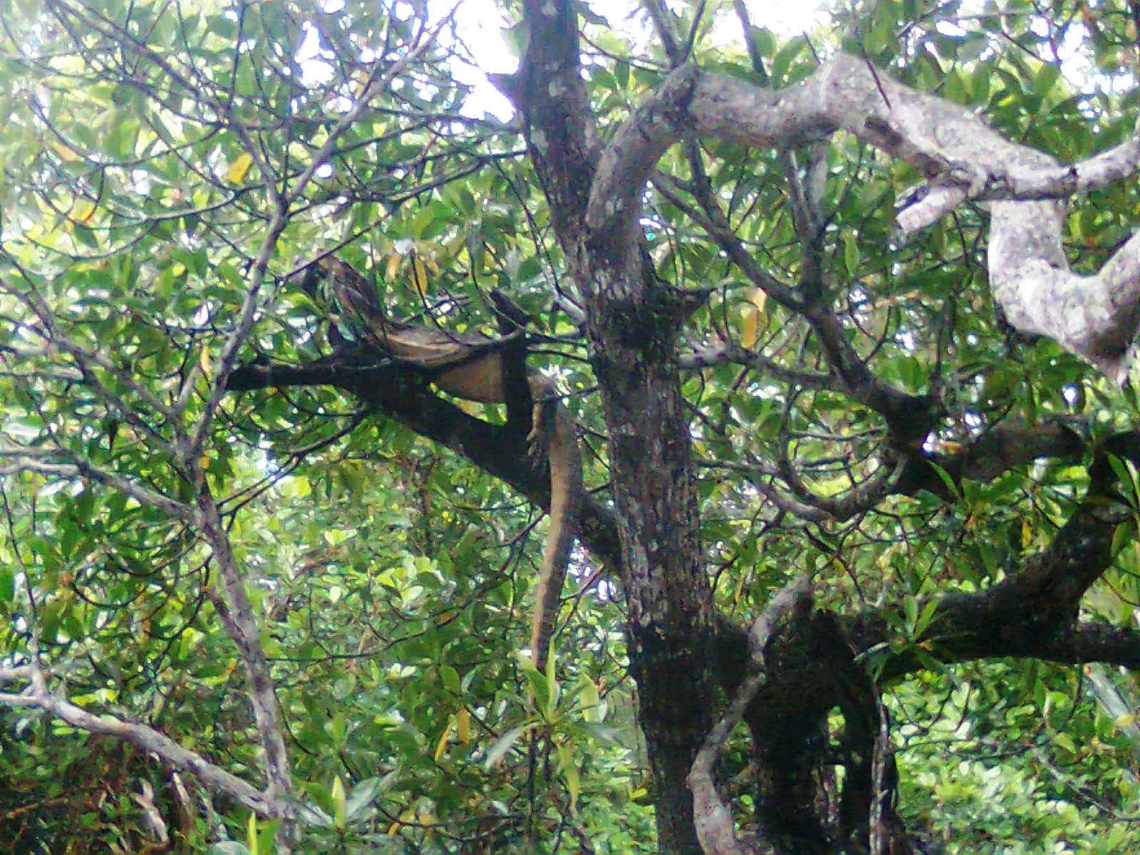 HAFIZ'S CHERATING ACTIVITIES: cherating mangrove river cruise