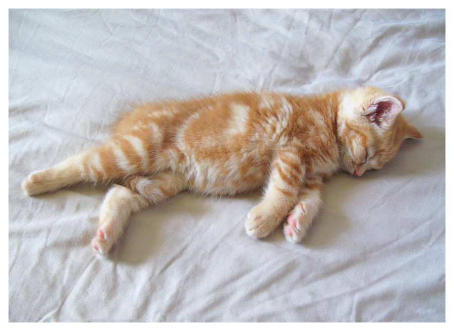 Study Doctor: Tutoring Tips: How to Deal with Sleepy Students