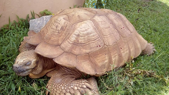 New Photos Of Alagba The Oldest Tortoise In The World Living At Soun Of ...
