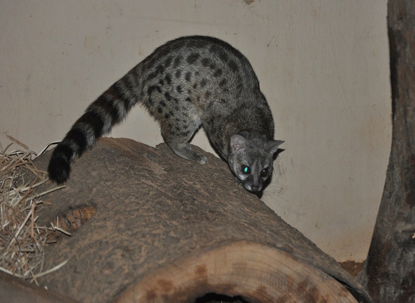 ZOOTOGRAFIANDO (6.100 ANIMALS): JINETA DE HAUSSA O DE THIERRY / HAUSA ...