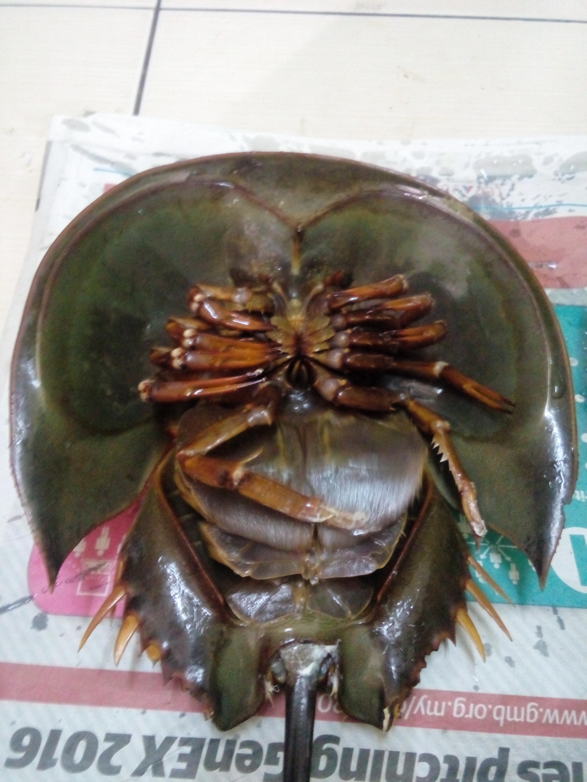 JOM JAHIT JOM MASAK : belangkas bakar