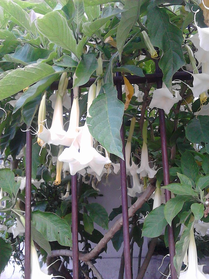 Biota Colombiana: Lorena Robayo Mora Brugmansia arborea