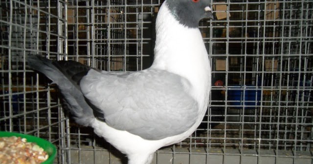 German Modena pigeons ( Deutscher Modeneser ) - Pigeons fall