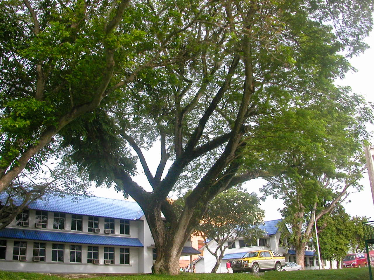 POKOK ITU BESAR ~ SenangEja.com