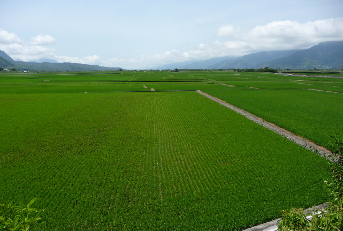 Taiwan: The Bradt Travel Guide: By bike through the rice fields of Chishang