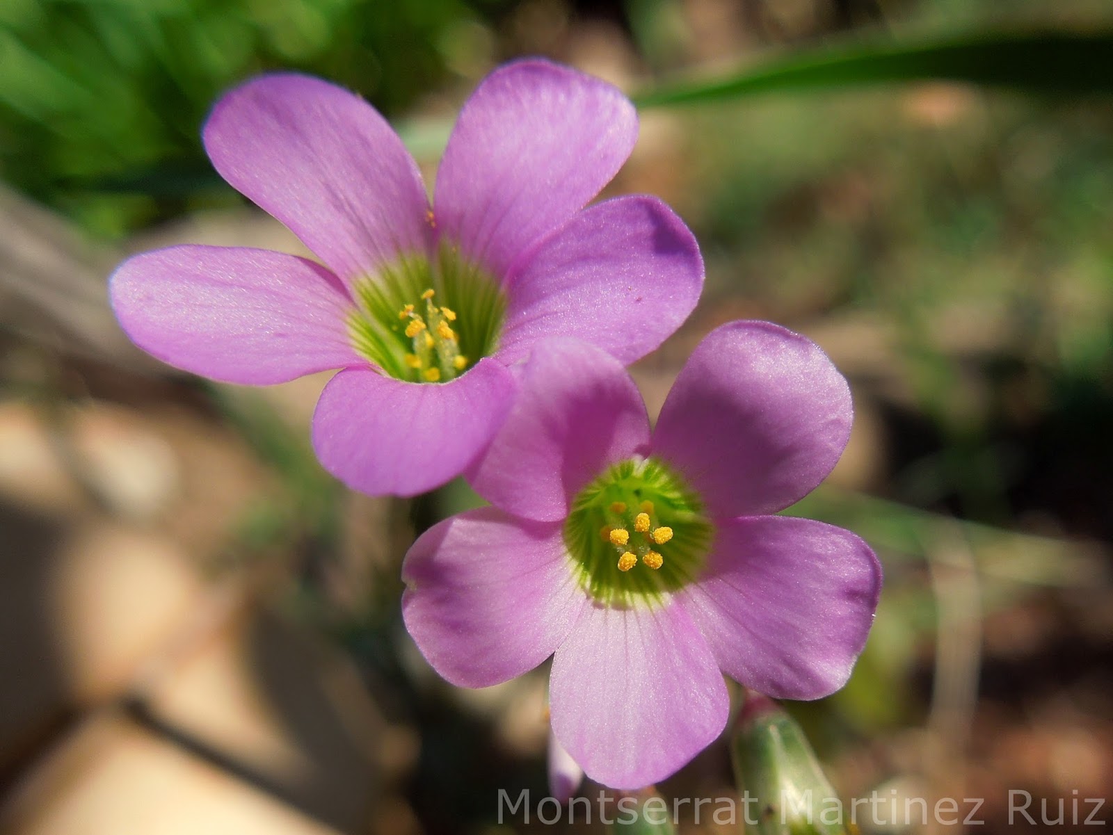 OXALIS LATIFOLIA - BOTÀNIC SERRAT