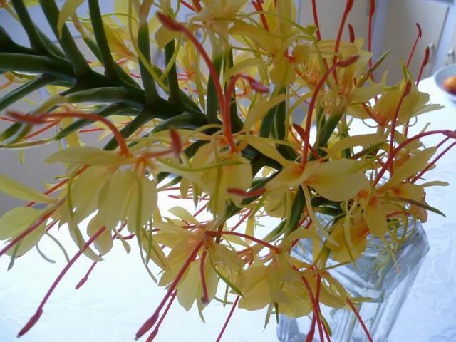 In a yellow wood: Ginger tree, very pretty, and the ginger flower is ...