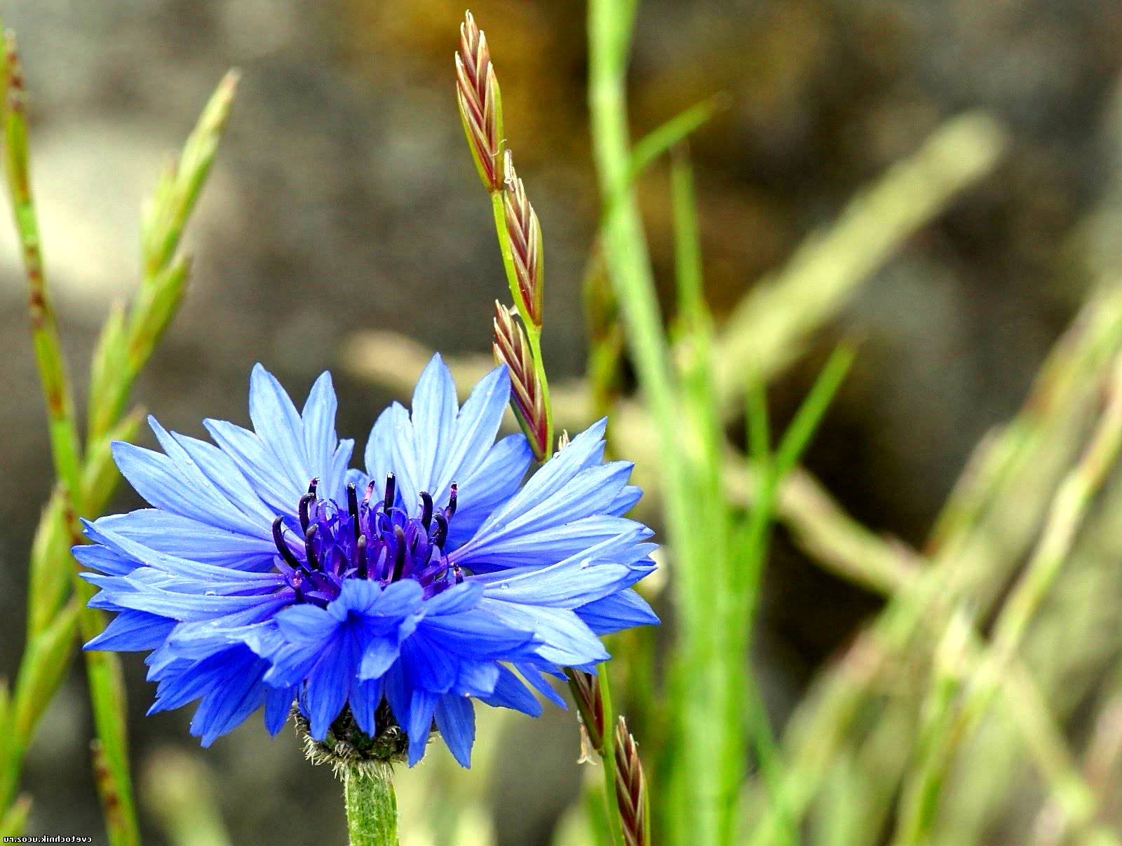 Blue cornflowers (10 pictures)|Pictures of flowers