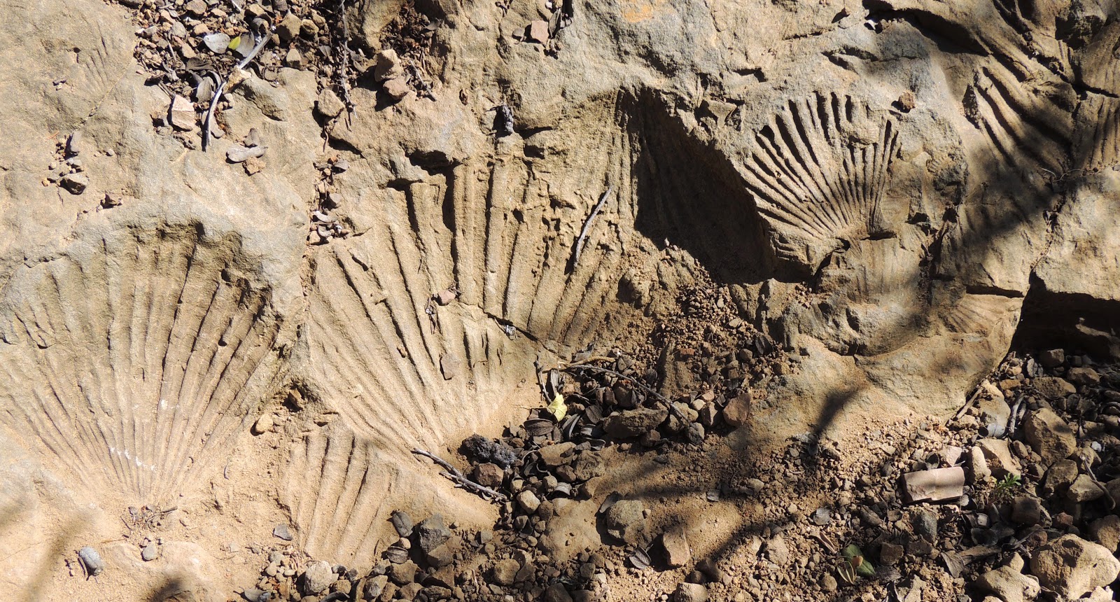 1000 Hikes in 1000 Days: Day 876: Fossil Trail - Old Boney Trail ...