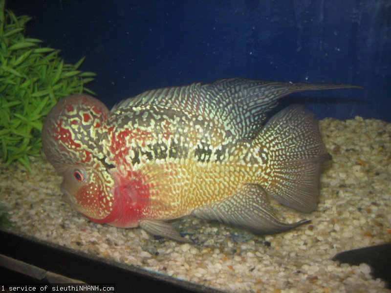 Flowerhorn The Hybrid Cichlids: King Kamfa Vip