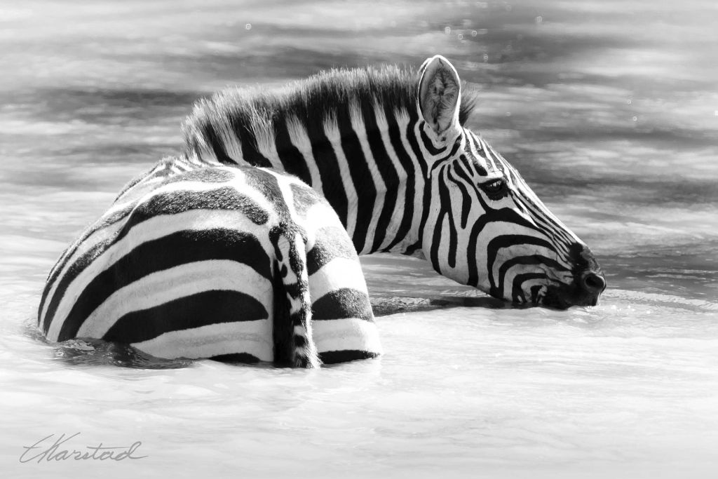 Elsen Karstad's 'Pic-A-Day Kenya': Zebra Drink