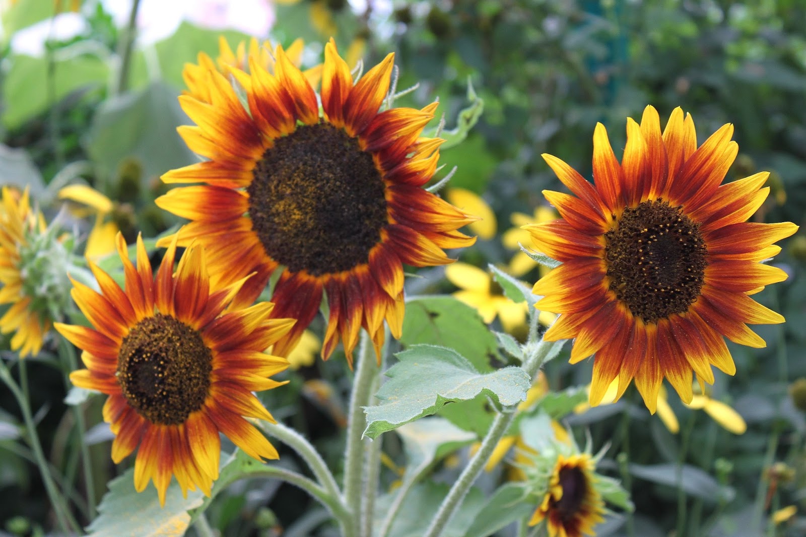 The Sunflower - The 'Fourth Sister' in a Vegetable Garden