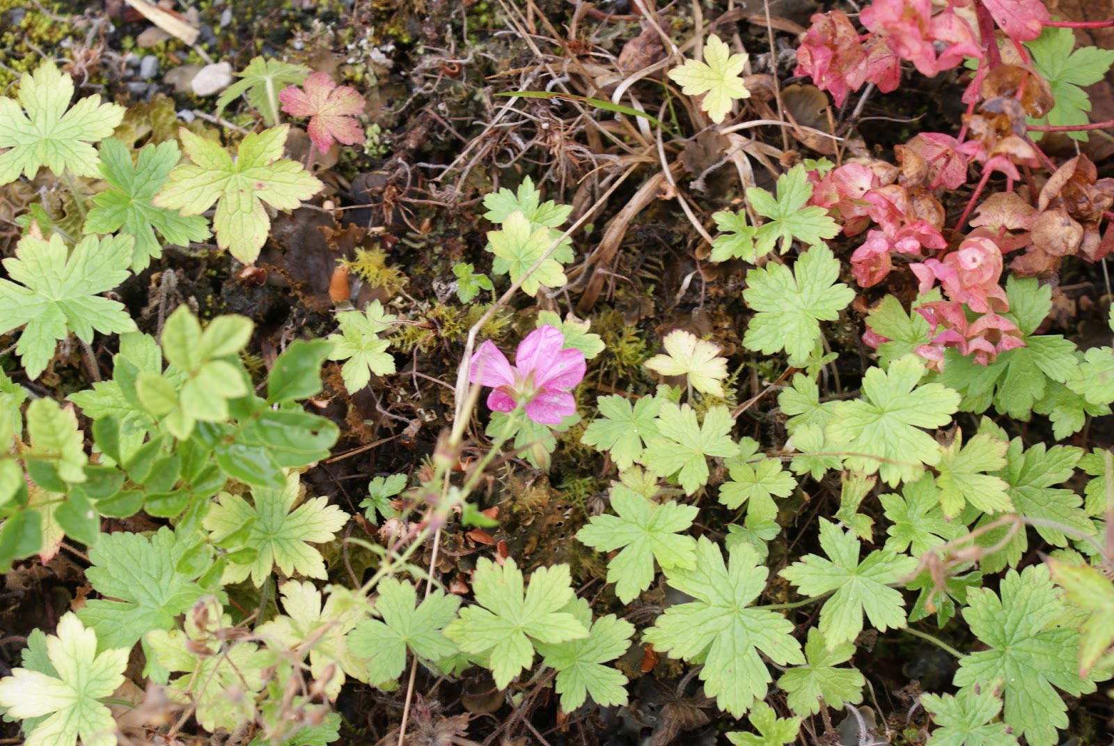 HORTA À PORTA: GERANIUM ENDRESSII (GERÂNIO, FRENCH CRANÉ,S-BILL ...