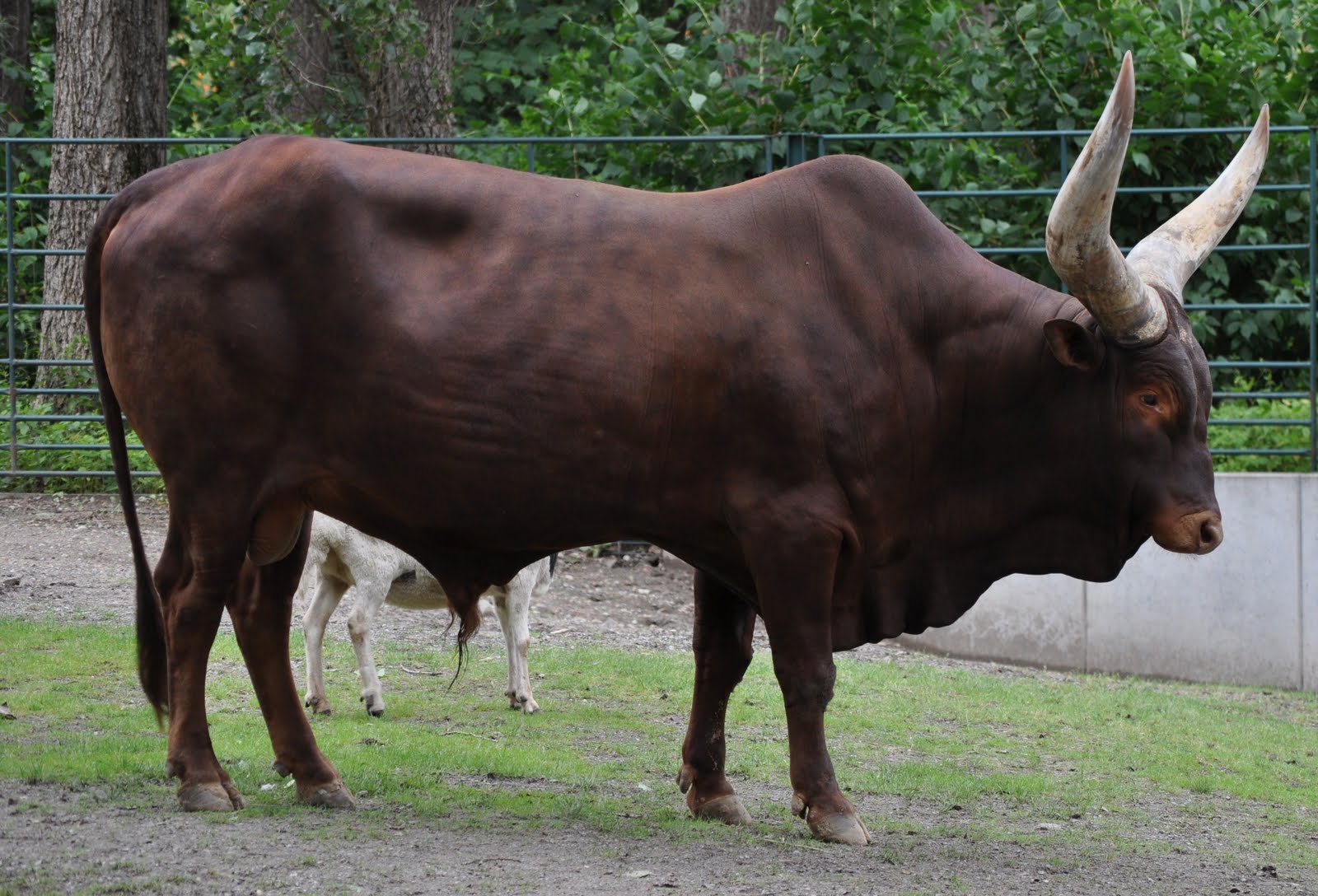 ZOOTOGRAFIANDO (MI COLECCIÓN DE FOTOS DE ANIMALES): TORO, VACA, BUEY ...