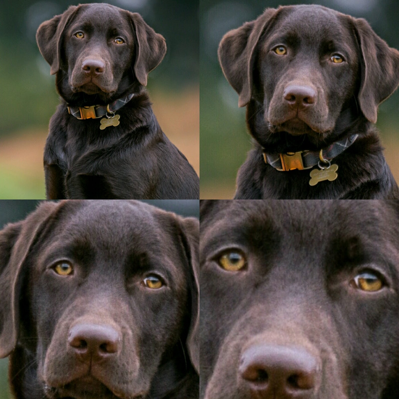 English Meme Templates