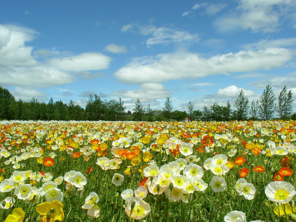 Imagens pra ver: Fotos de flores do campo