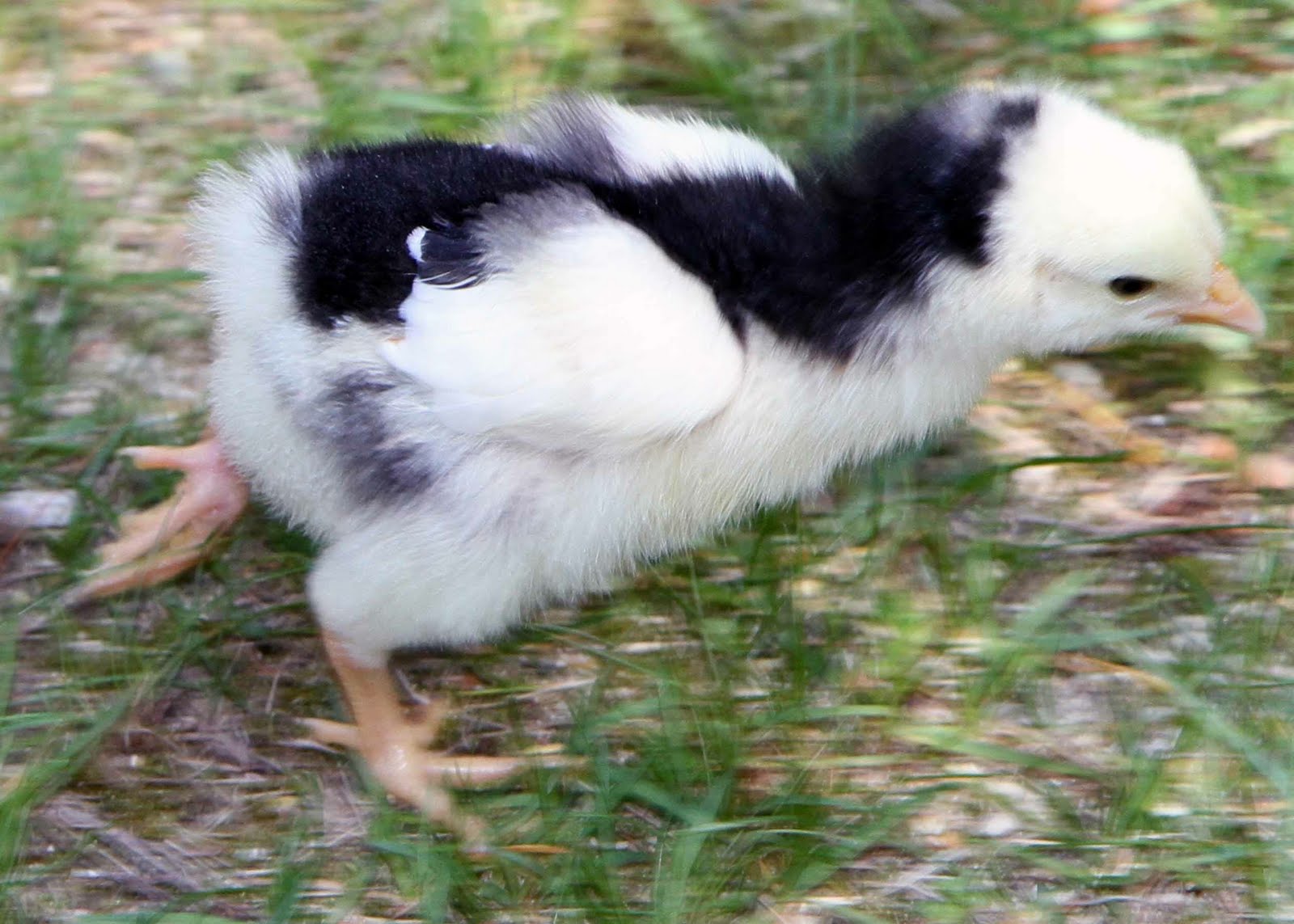 Java breeders: Mottled Java Chicks