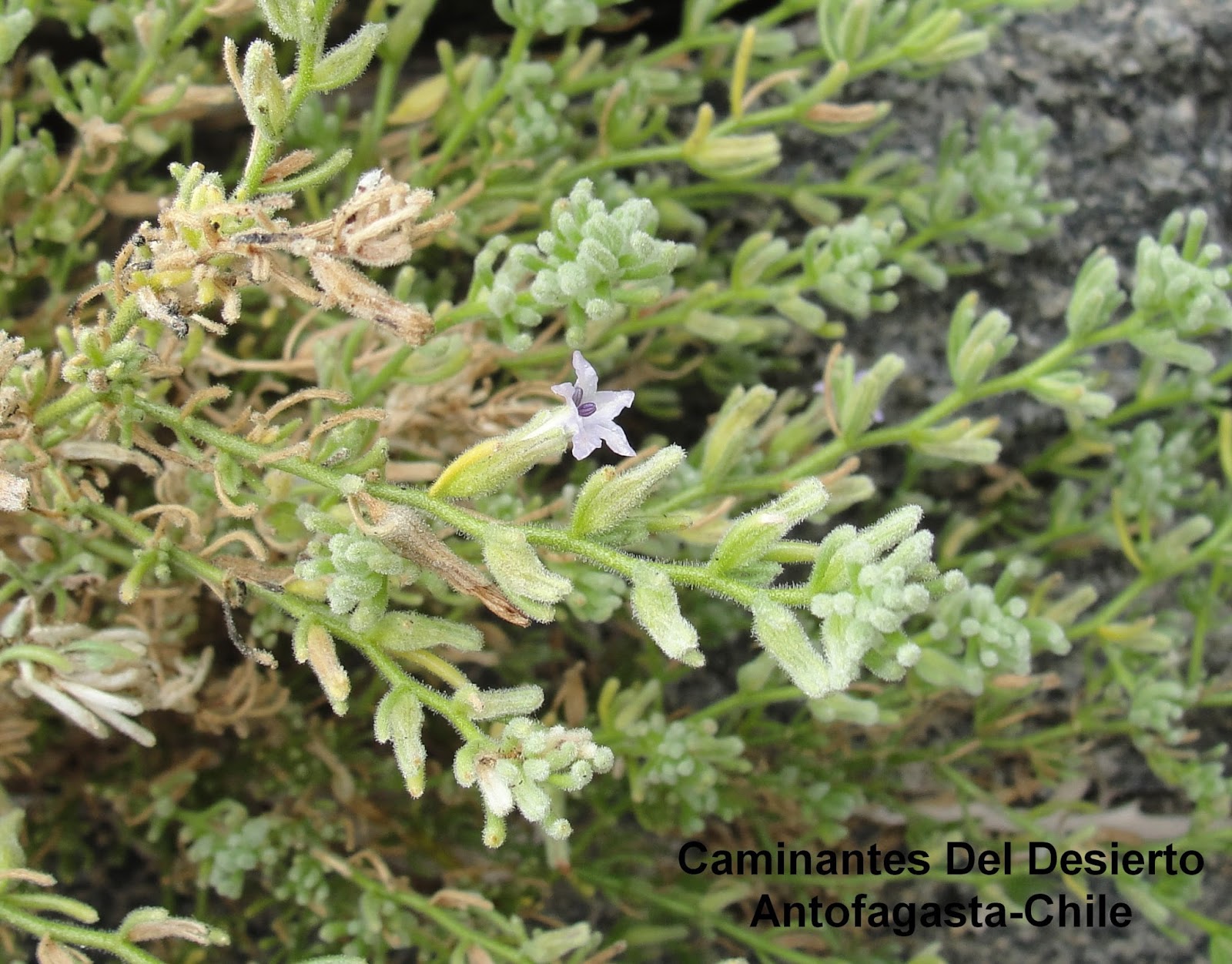Caminantes del Desierto: FLORA DE TOCOPILLA