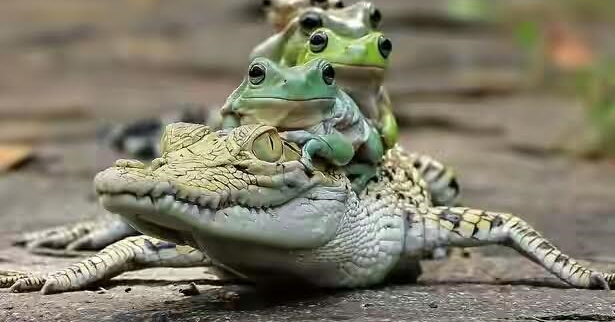 WELCOME TO VERONKAY'S BLOG: Fearless family of frogs hitch a ride on ...
