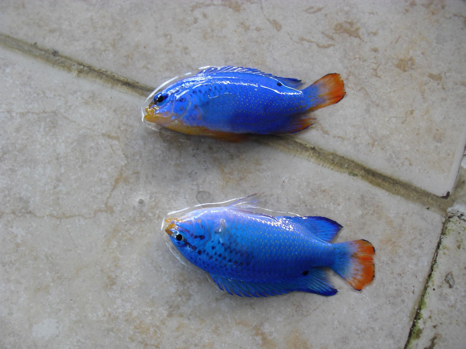 TEKNOLOGI BUDIDAYA IKAN HIAS LAUT : Cara memelihara ikan hias laut