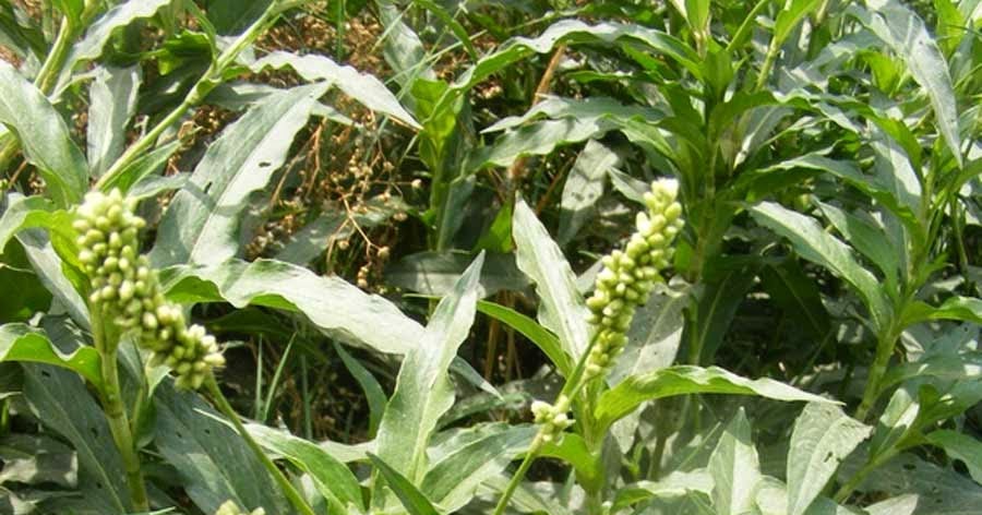 Medicinal Plants: Persicaria barbata, Polygonum barbatum, kondamalle ...