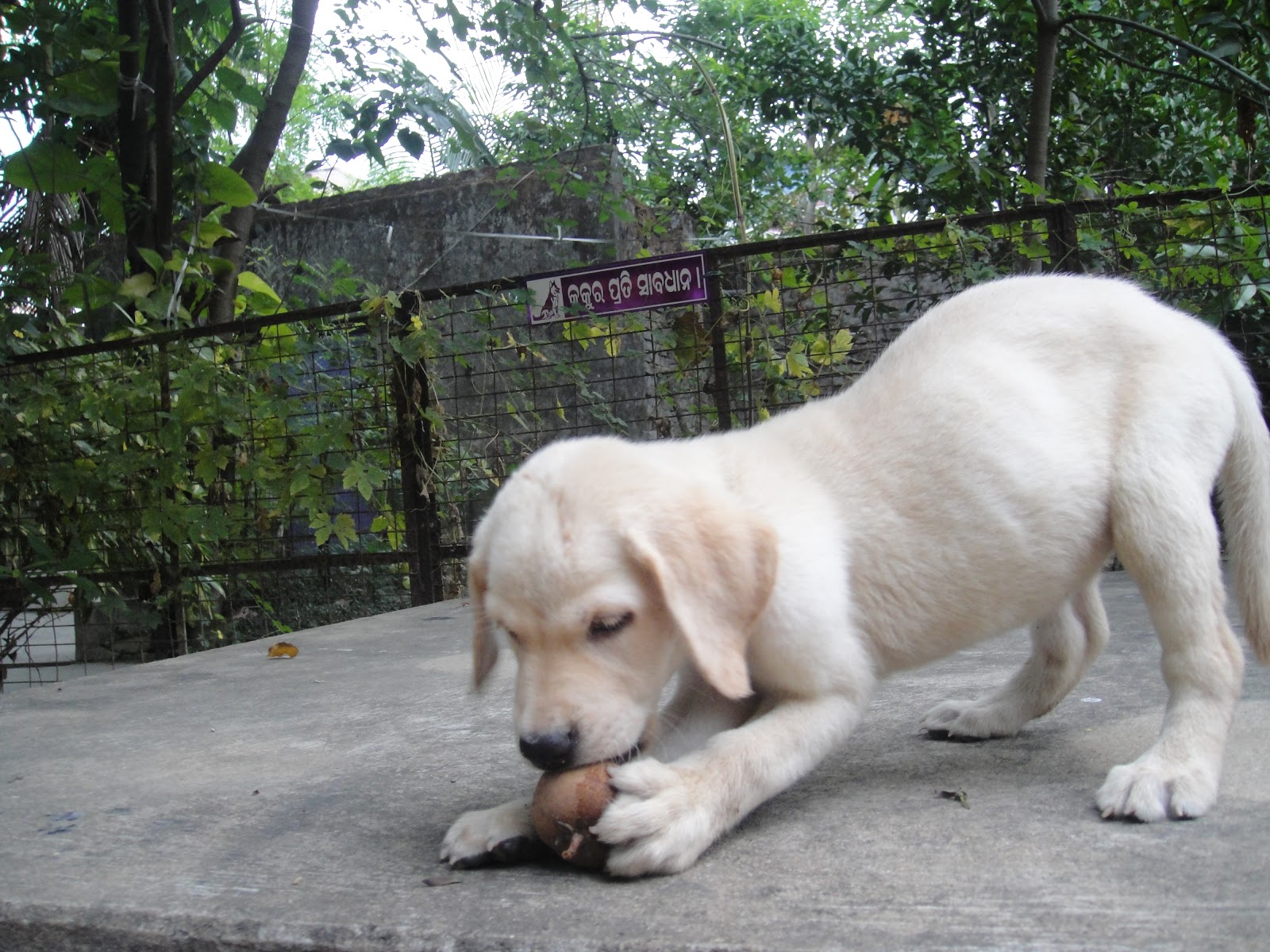 Bhow Bhow - The Barpali Days