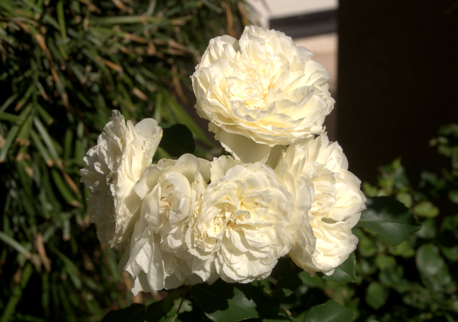 Organic Garden Dreams: July Roses