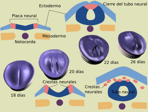 HISTOEMBRIOLOGIA: EMBRIOLOGIA DEL SISTEMA NERVIOSO