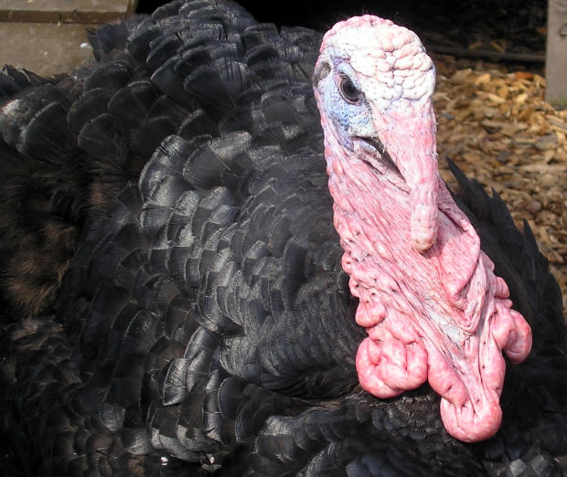 I Think; Therefore, I Yam: Woolly Mammoths, Bullies, and Bull Testicles