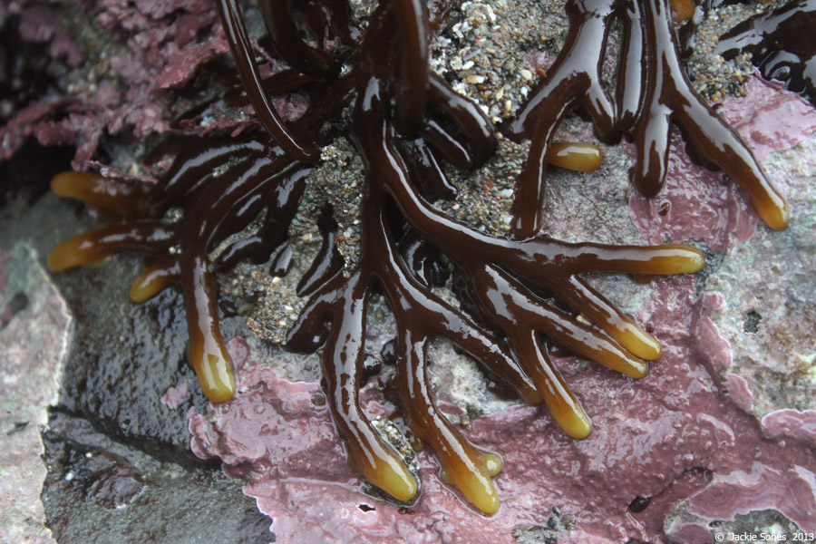 The Natural History Of Bodega Head Name That Holdfast Part 2 the-natural-history-of-bodega-head-name-that-holdfast-part-2