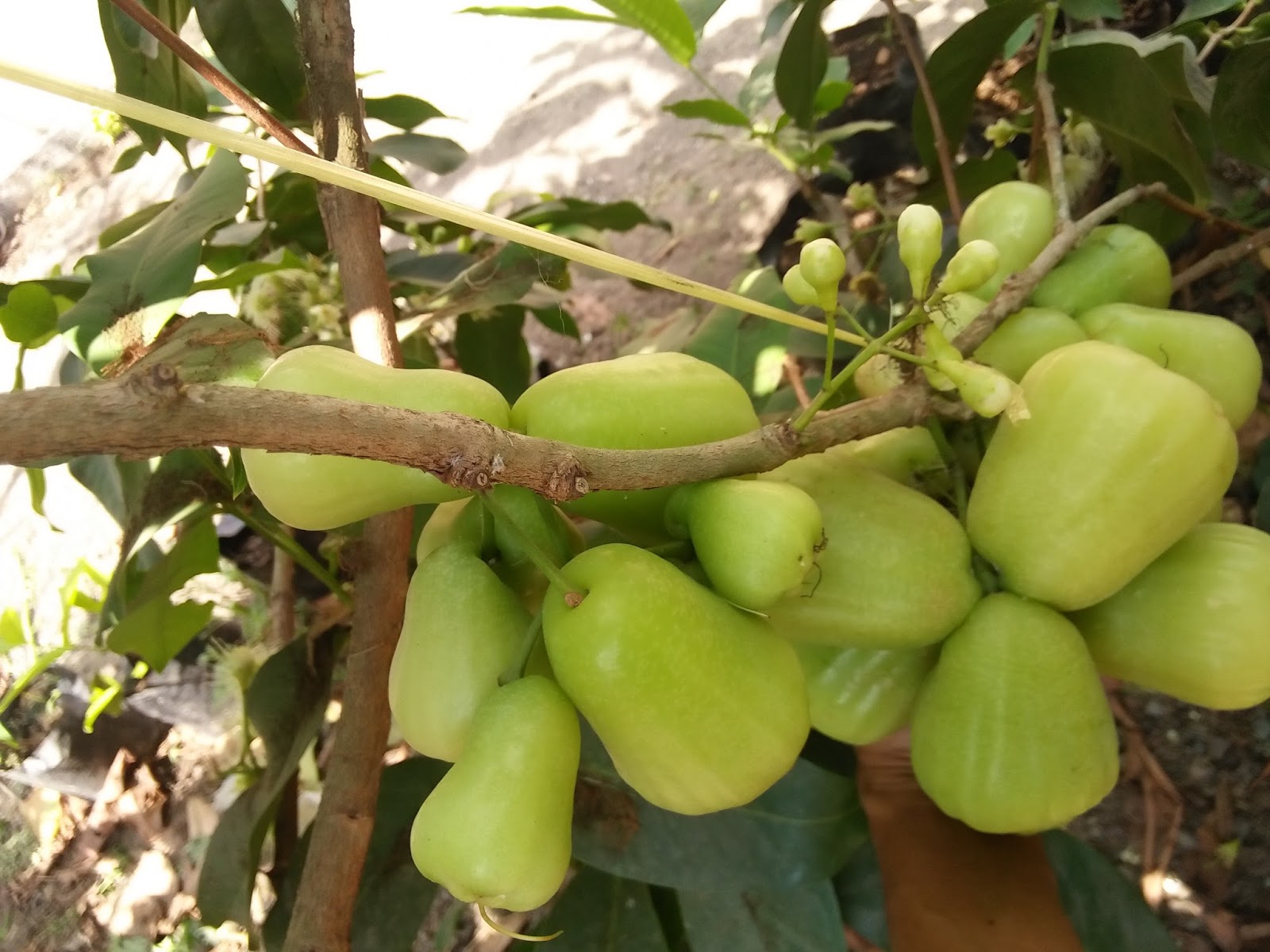 pemanfaatan pekarangan rumah untuk budidaya Jambu Madu Deli - HirukPikuk