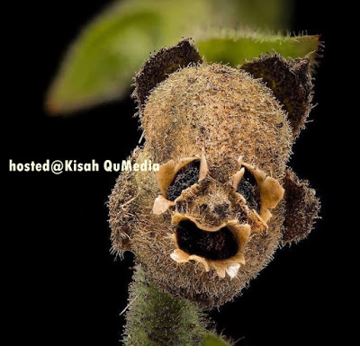 (7 Foto)Inilah Pohon Zaqqum ,Makanan Penghuni Neraka ...Yang Buahnya ...