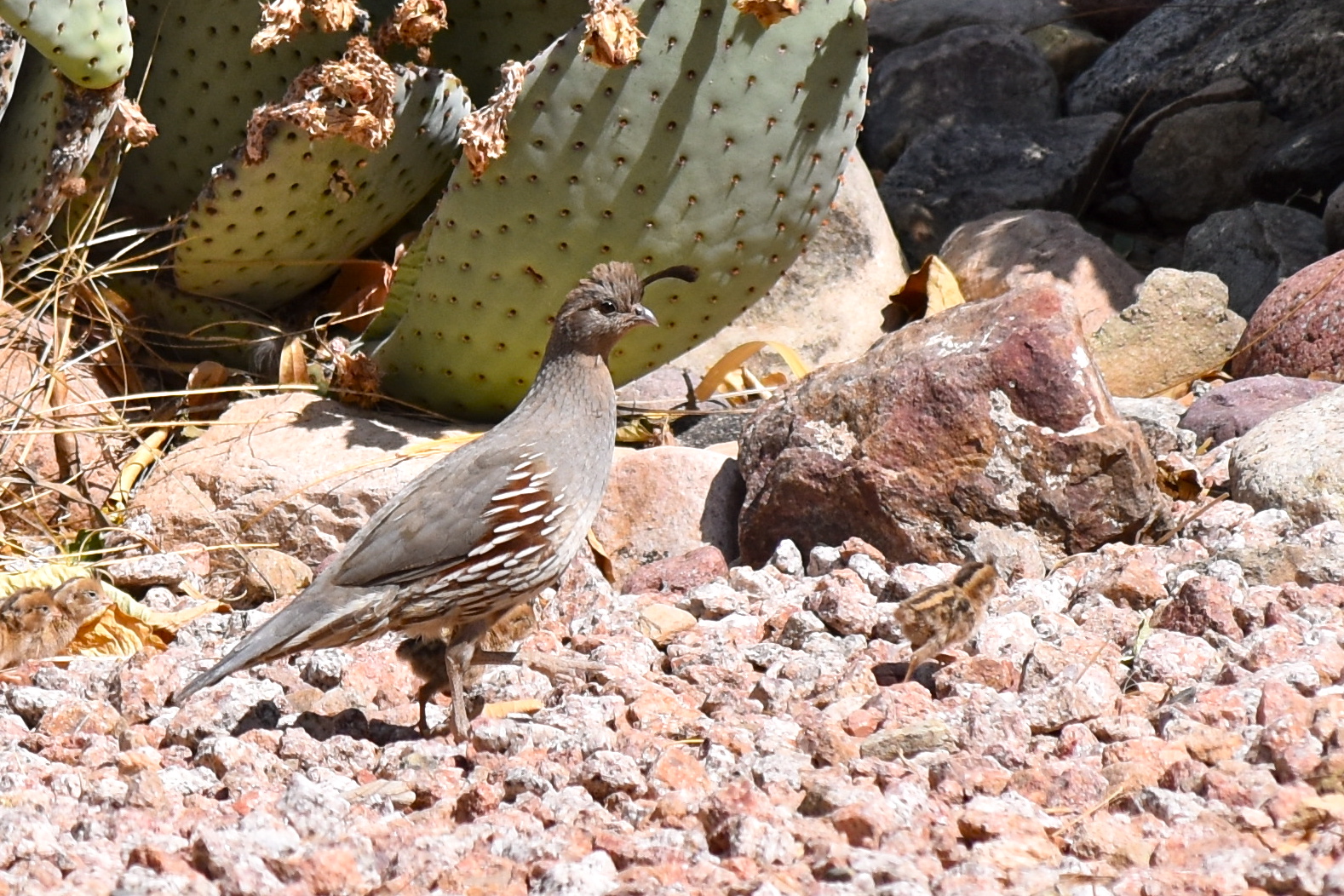 Fountain Hills Photos "Out & About": Quail Photos