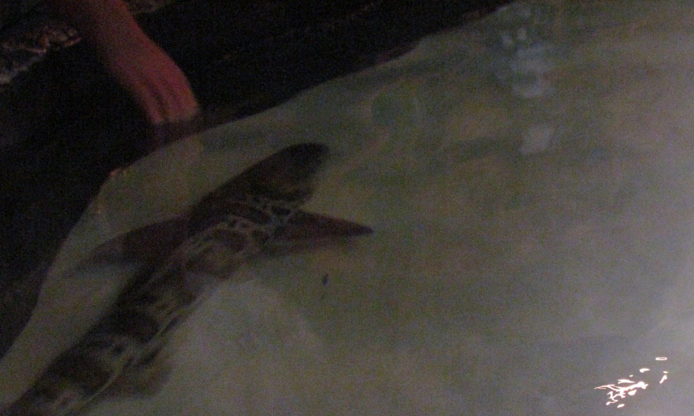 Behind the Glass: Touch Pool Transformation