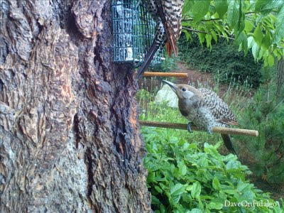 Baby Pictures: Northern Flicker