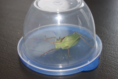 Catch a Bug - The Activity Mom