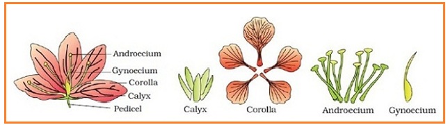 MORFOLOGI ORGAN TUMBUHAN - Biology Page