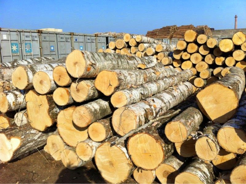 Beech Logs: We sell wood logs from Ukraine "oak, ash, beech, birch and ...