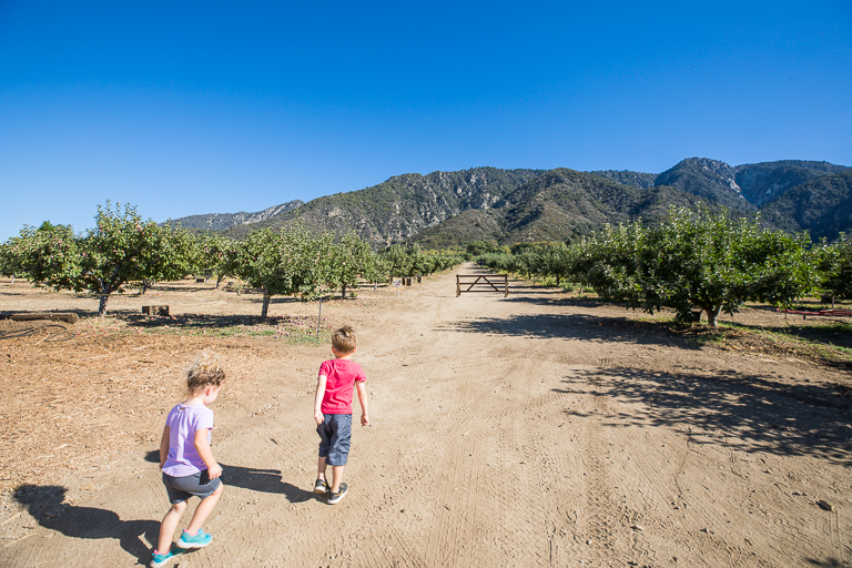 Tales of the Flowers: Oak Glen Apple Farms - Part 2