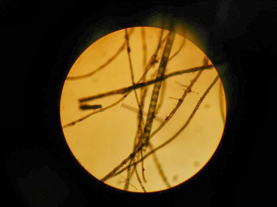 JCU Aquatic Resources : Algae phyla - collection and microscopy (Lab 1)