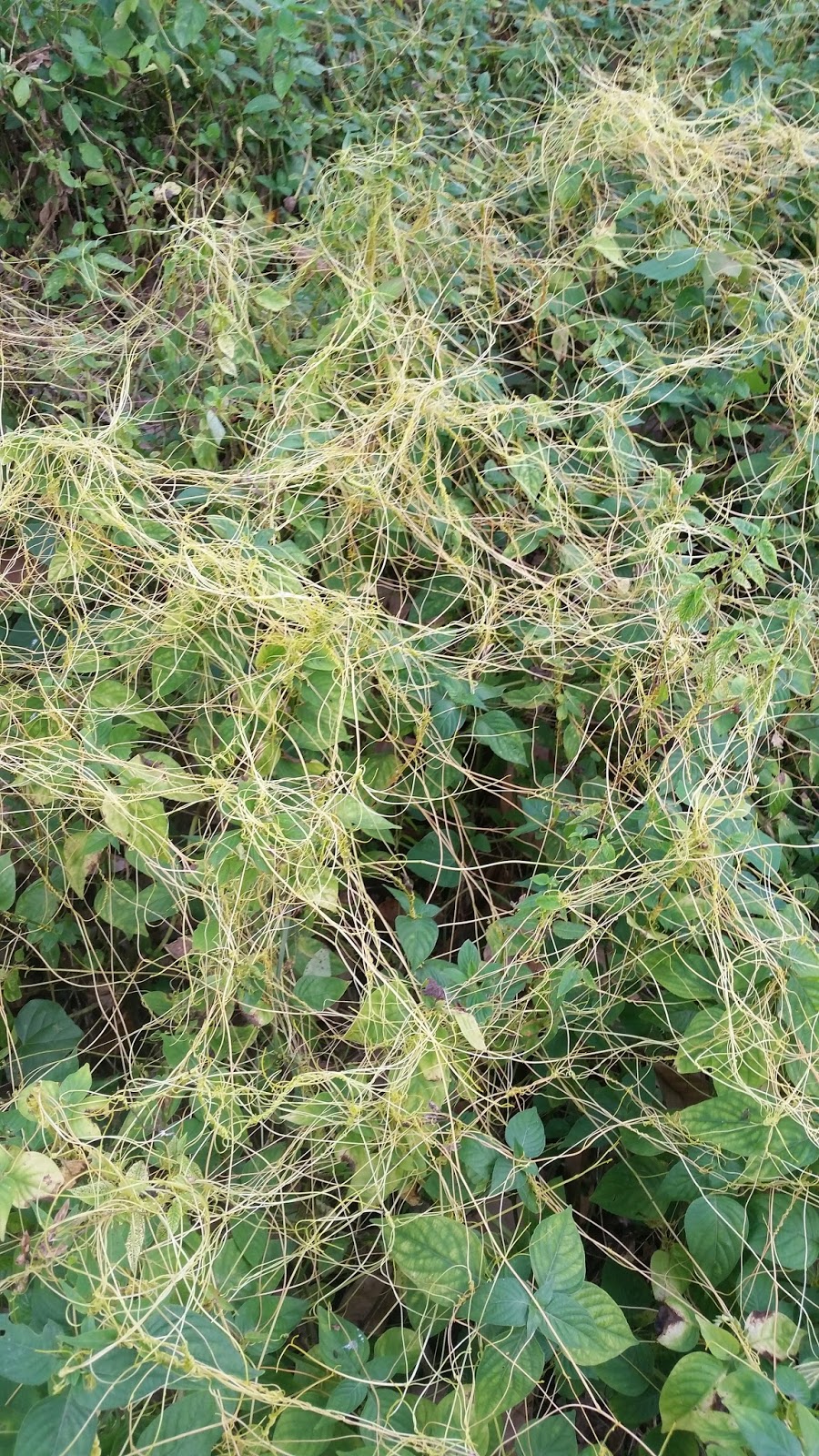 Warisan Petani: Pokok Rumput Palestin.