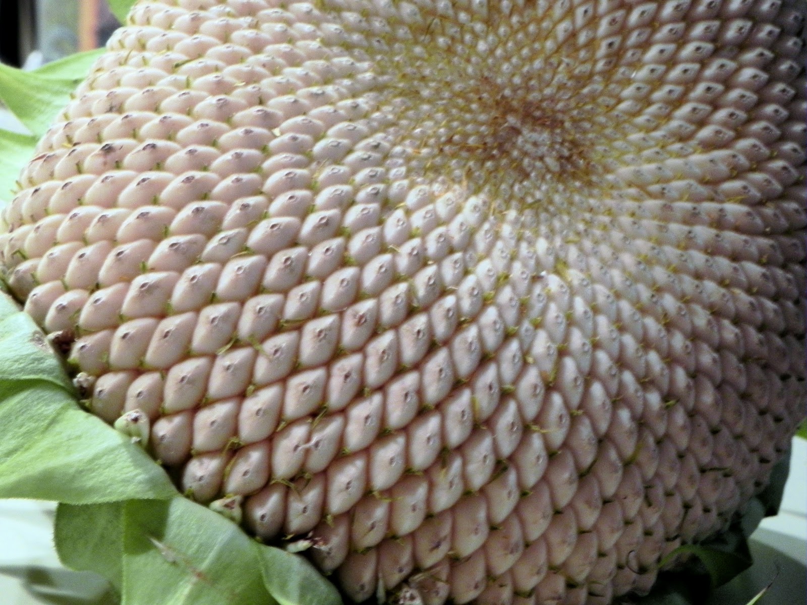 Power of the Flower: Today in the Garden....Late Fall Zinnias and ...