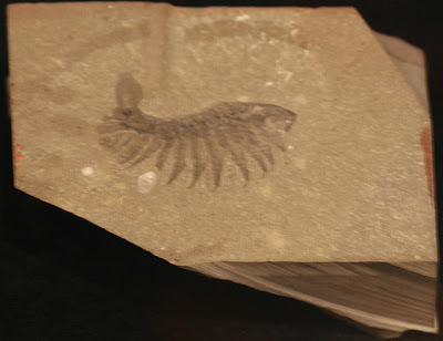 Life Before the Dinosaurs: Alalcomenaeus.