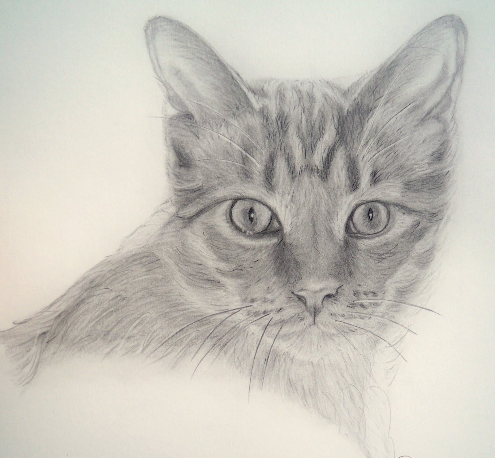 Olga Paints: CAT GRAPHITE DRAWING by OLGA WAGNER