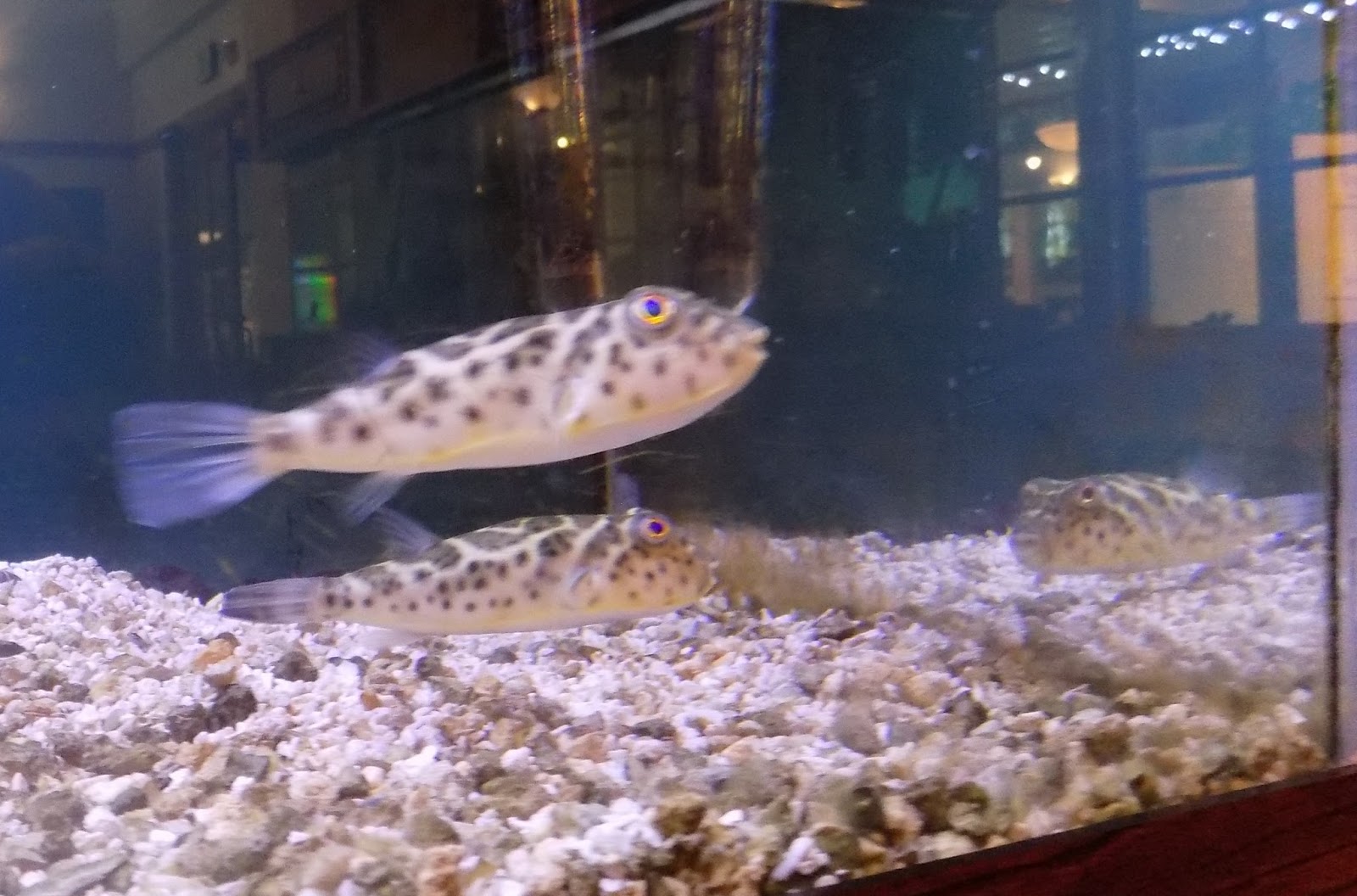 My photos of Checkered Puffers | MonsterFishKeepers.com