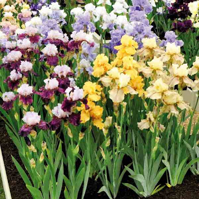 Trees Planet: Iris germanica - German Iris - Bearded Iris