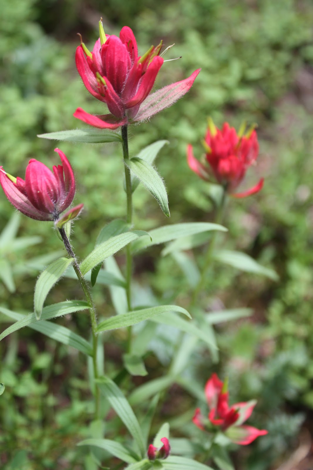 Aspirin and Boku-maru: Colorado wildflowers