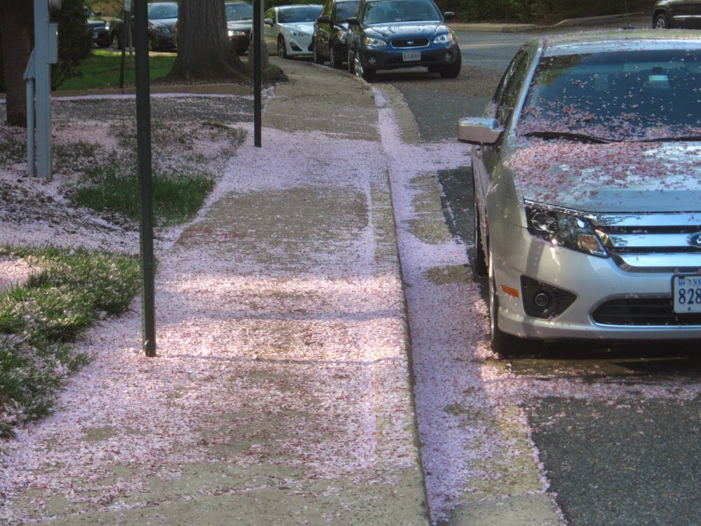 Ode Street Tribune: Westmoreland trees set down pink carpet for passers-by
